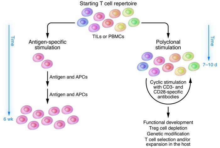 Jci Principles Of Adoptive T Cell Cancer Therapy