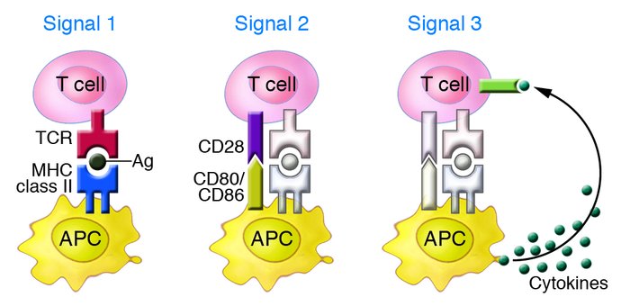 Jci Apc Derived Cytokines And T Cell Polarization In Autoimmune