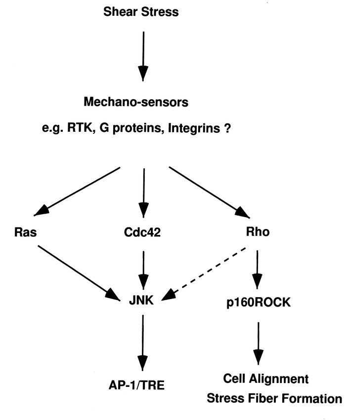 Jci Distinct Roles For The Small Gtpases Cdc42 And Rho In Endothelial