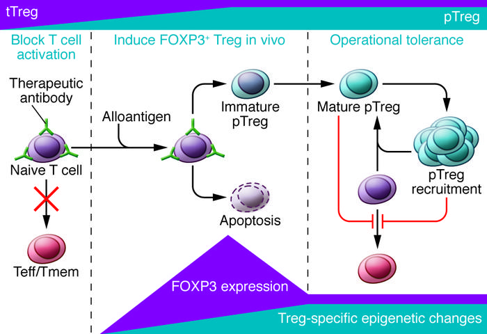 Jci Harnessing Foxp3 Regulatory T Cells For Transplantation Tolerance