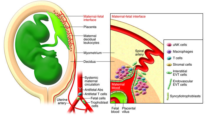 Fetal Maternal Circulation