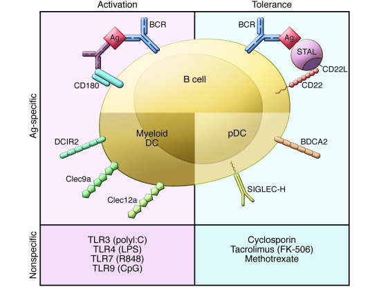 Jci Staling B Cell Responses With Cd22