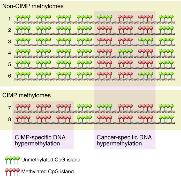 Jci Characterizing Dna Methylation Alterations From The Cancer Genome