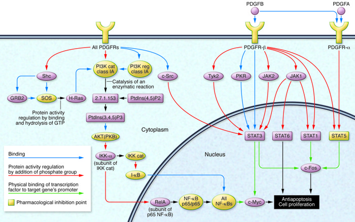 Jci New Molecular Insights Into Peripheral T Cell Lymphomas