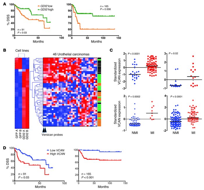 Jci Rhogdi2 Suppresses Lung Metastasis In Mice By Reducing Tumor