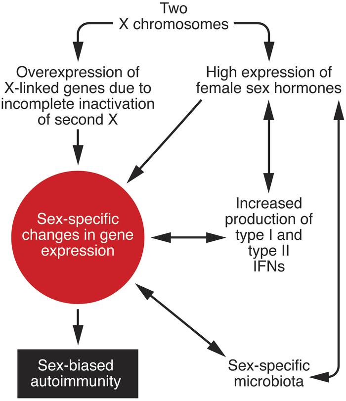 Jci Sexual Dimorphism In Autoimmunity