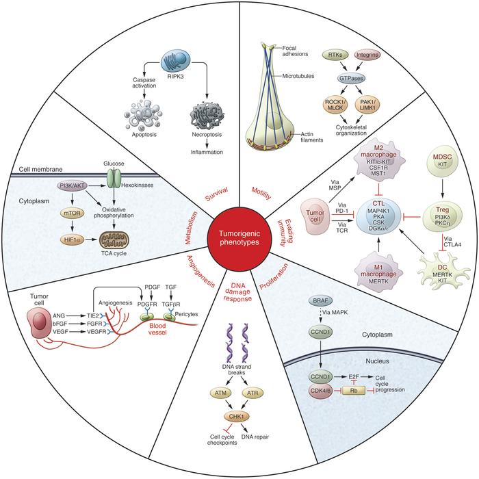 Jci Targeting Cancer With Kinase Inhibitors