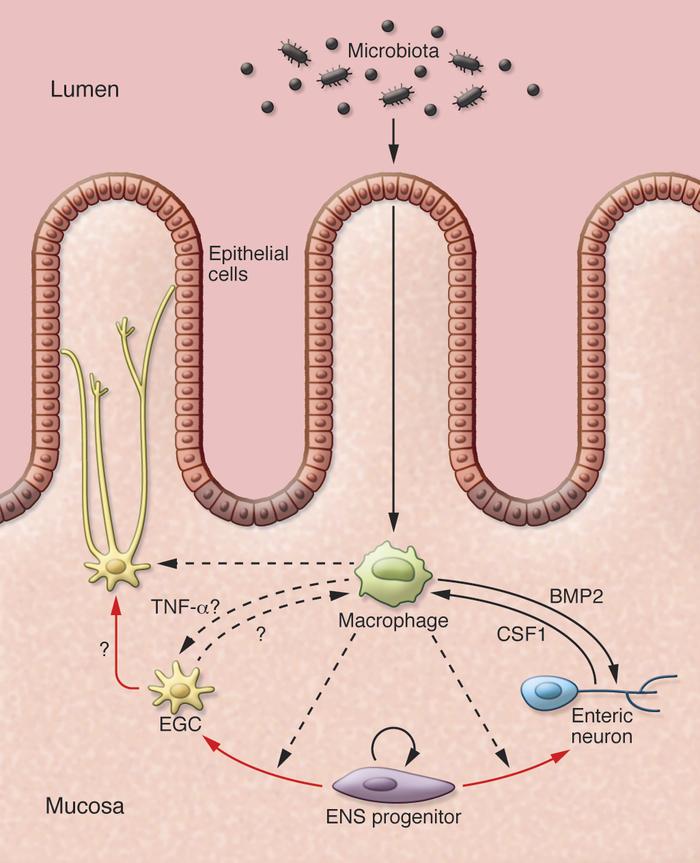 Jci Emerging Roles Of Gut Microbiota And The Immune System In The