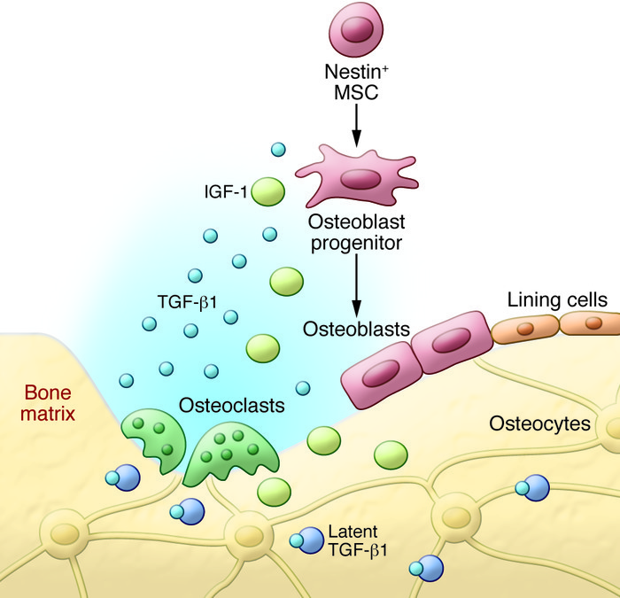 Jci Bone Marrow Mesenchymal Stem Cells And Tgf β Signaling In Bone