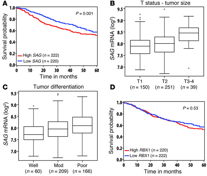 Jci Inactivation Of Sagrbx2 E3 Ubiquitin Ligase Suppresses Krasg12d