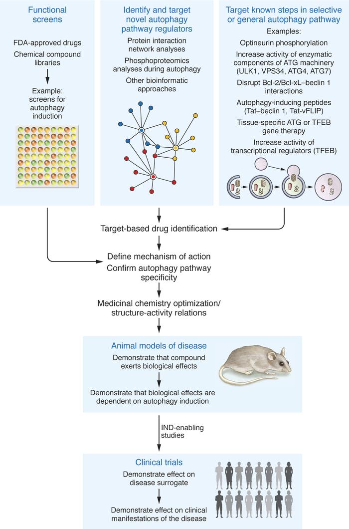 Jci Development Of Autophagy Inducers In Clinical Medicine