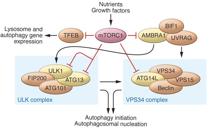 Mtor Autophagy Pathway