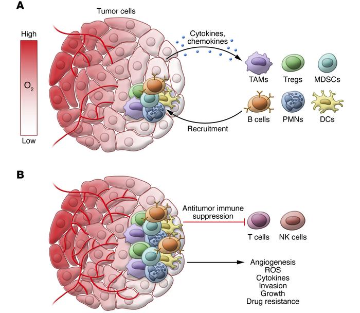 Jci Hypoxia Inducible Factors A Central Link Between Inflammation