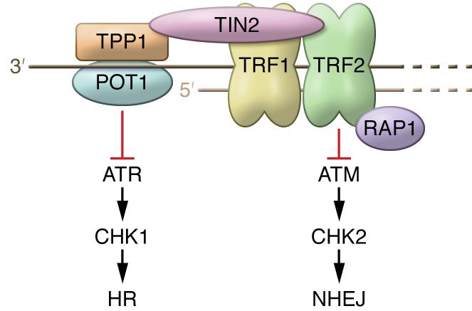 Jci The Shelterin Complex And Hematopoiesis