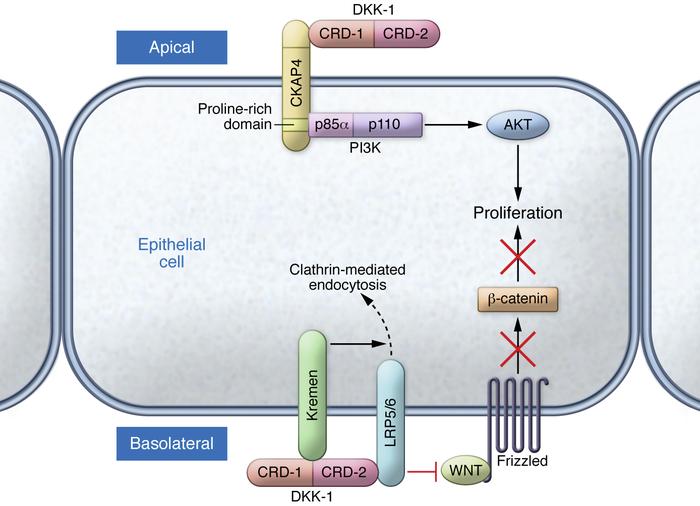 Jci Ckap4 Is Identified As A Receptor For Dickkopf In Cancer Cells