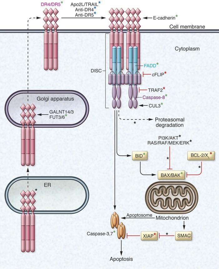 Jci Targeting The Extrinsic Apoptotic Pathway In Cancer Lessons