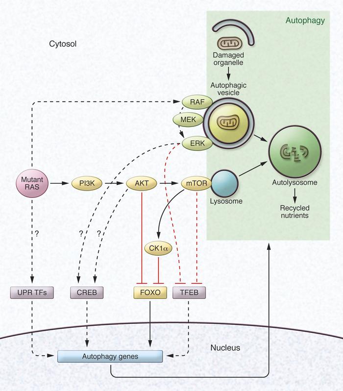 Jci Transcriptional Regulation Of Autophagy In Ras Driven Cancers