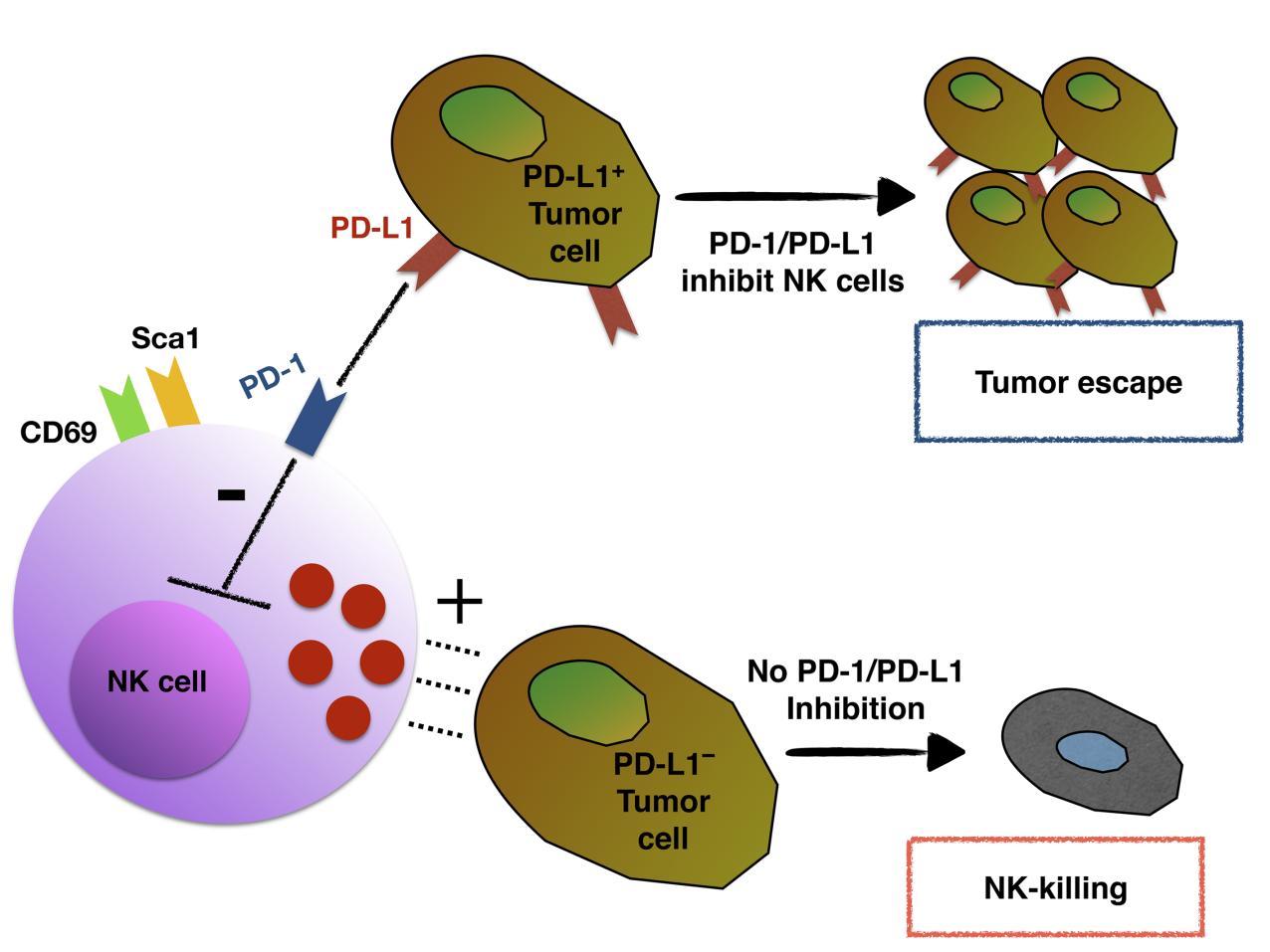 Jci Contribution Of Nk Cells To Immunotherapy Mediated By Pd 1pd L1