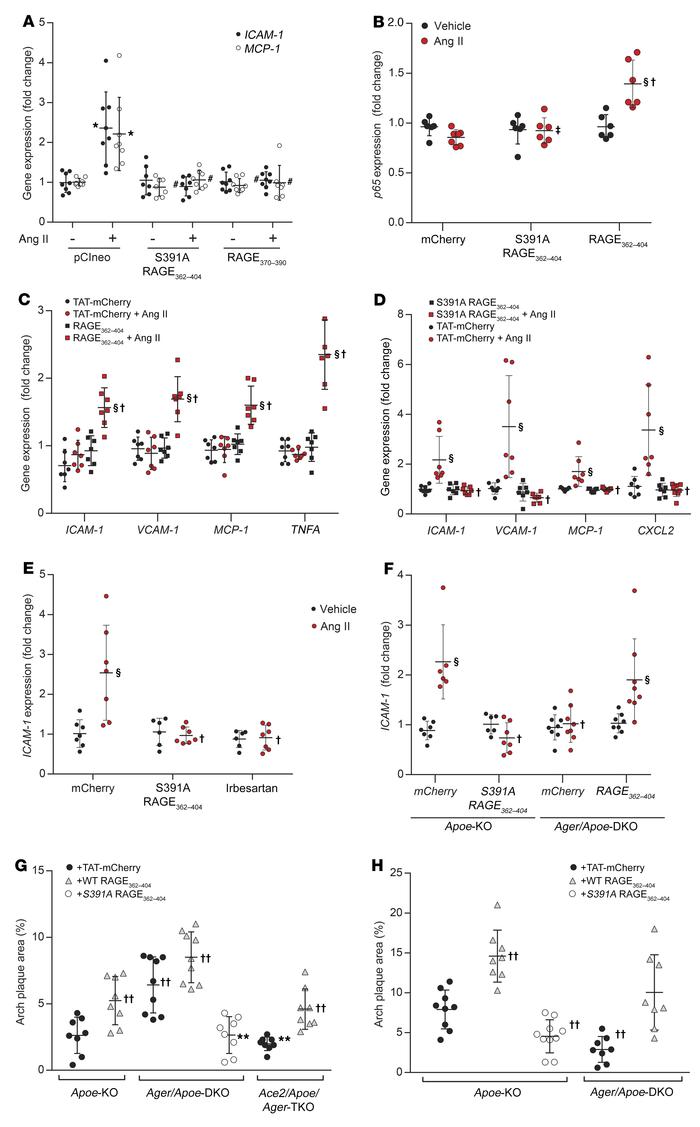 Jci Transactivation Of Rage Mediates Angiotensin Induced Inflammation