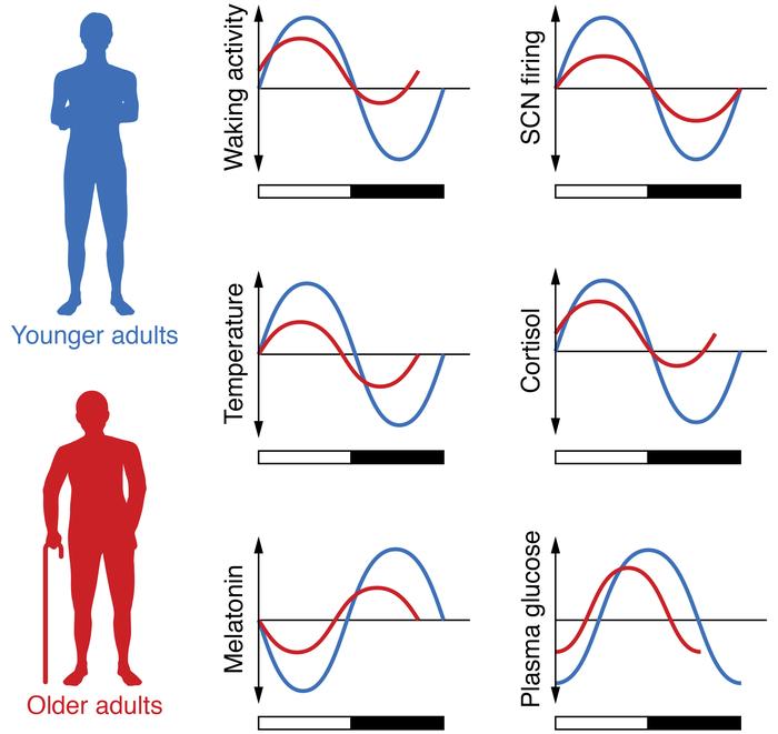 Jci The Aging Clock Circadian Rhythms And Later Life