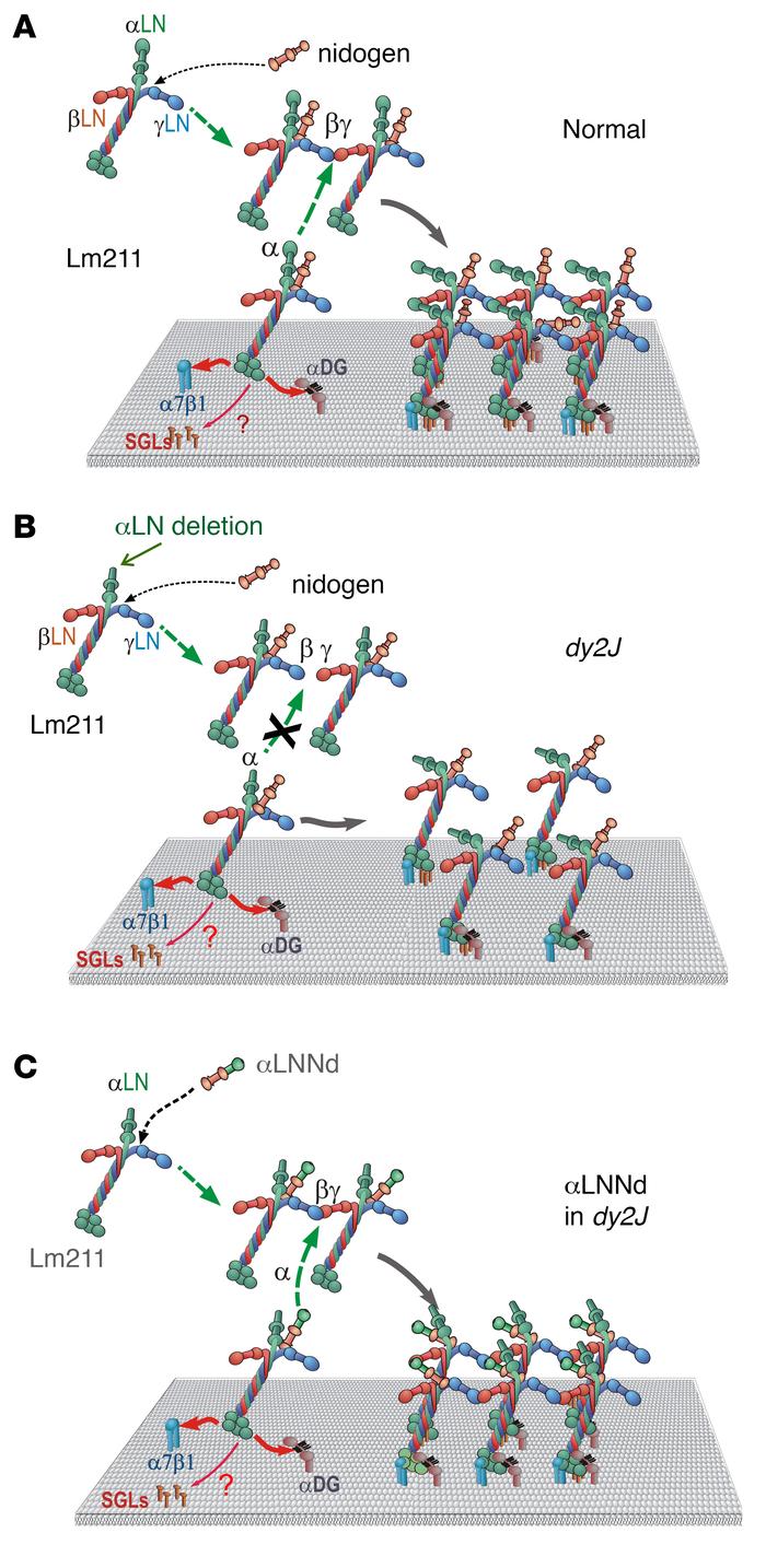 Jci Chimeric Protein Repair Of Laminin Polymerization Ameliorates