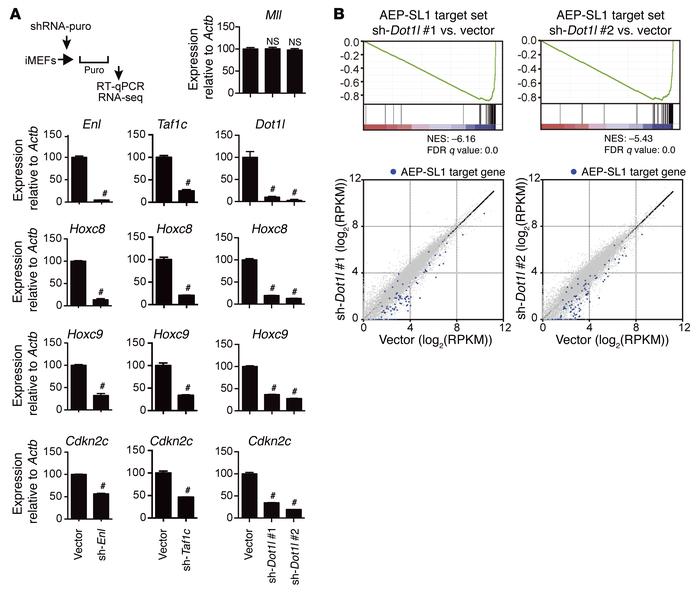 Jci Cooperative Gene Activation By Af4 And Dot1l Drives Mll