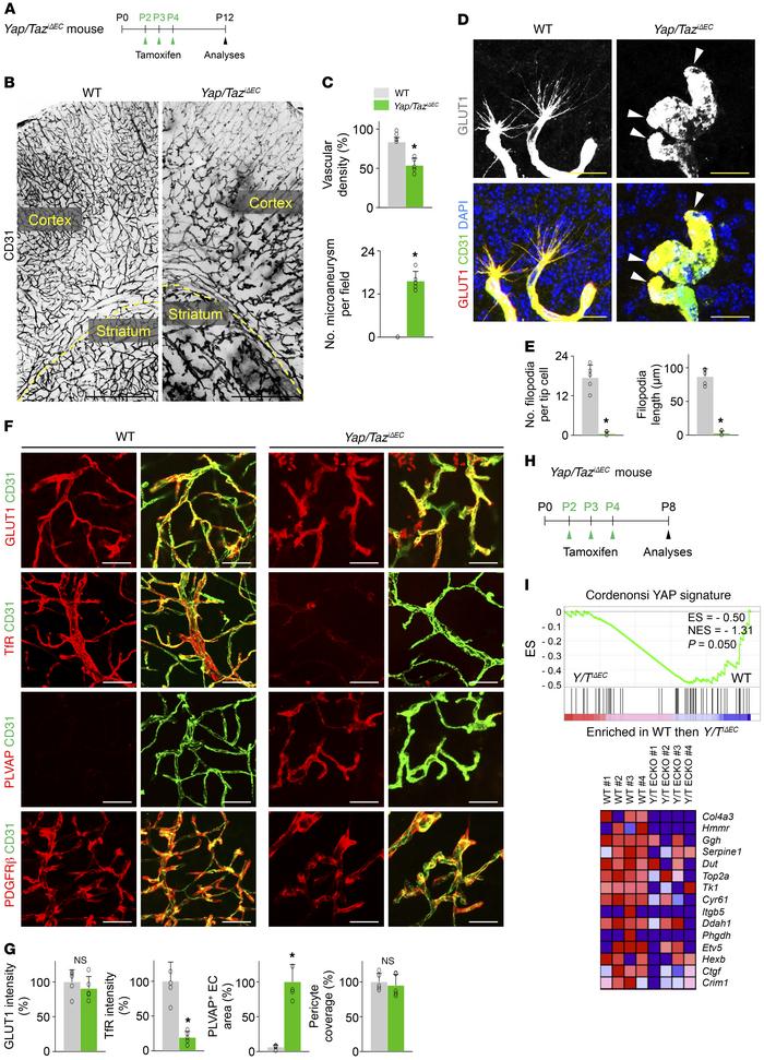 Jci Yaptaz Regulates Sprouting Angiogenesis And Vascular Barrier