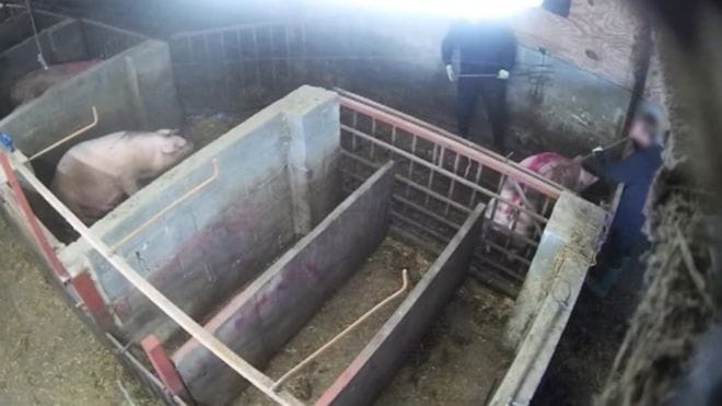 Shocking Pig Abuse Leads To Farm Workers Being Sacked Holidogtimes