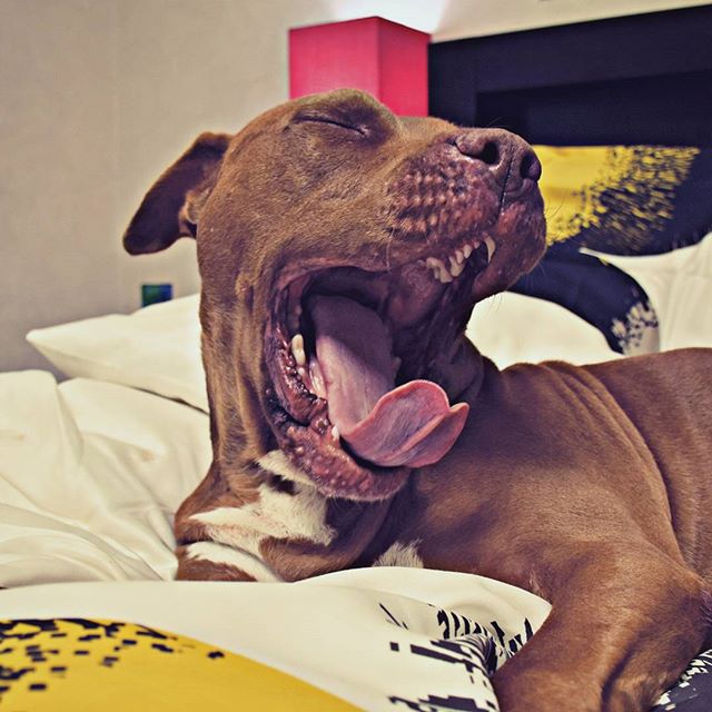 17 Reasons Why You Should Never Adopt A Pitbull