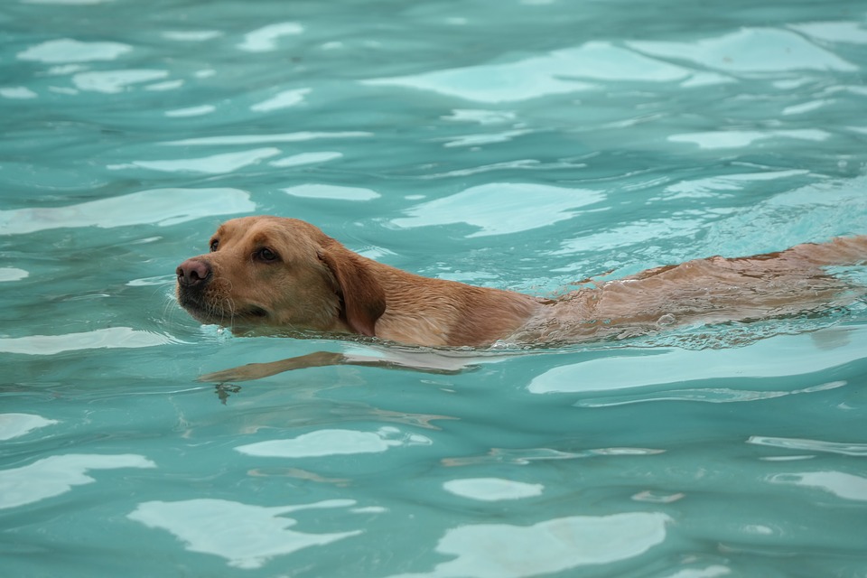 Ce Quil Faut Savoir Pour Sauver Son Chien De La Noyade