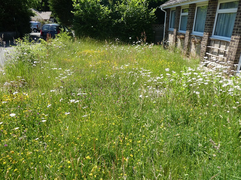 Creating A Wildflower Meadow In Your Garden Sussex Wildlife Trust