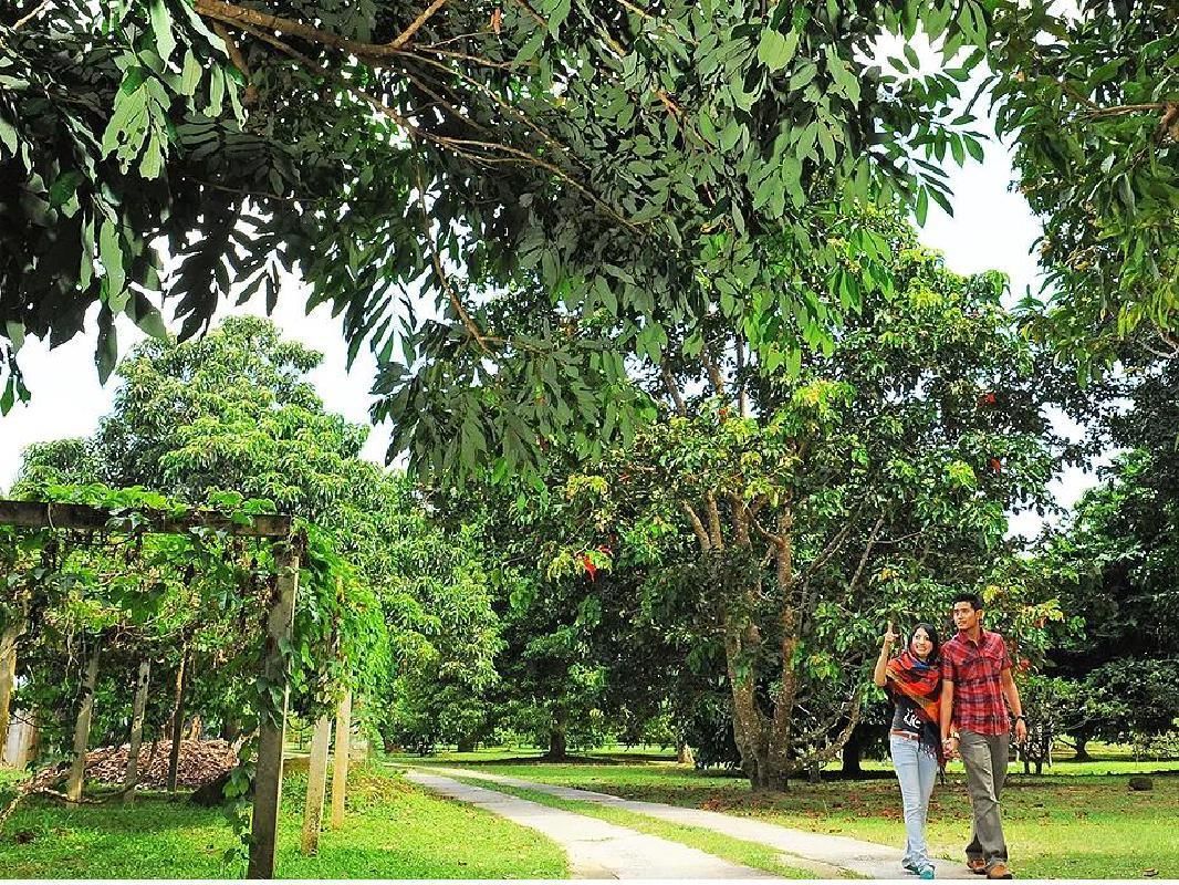 Tropical Fruit Farm Tour From Penang With Fruit Tasting On Tourmega