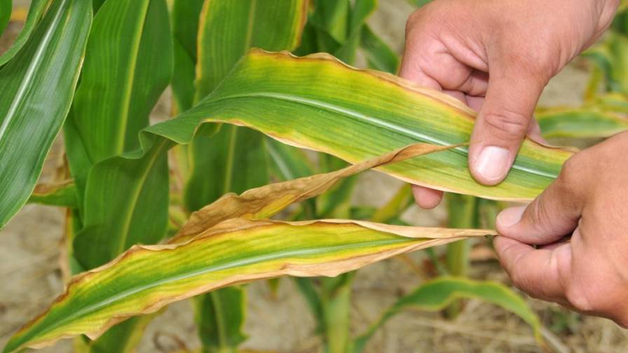 Diagnosing And Correcting Sulfur Deficiency In Crops Croplife