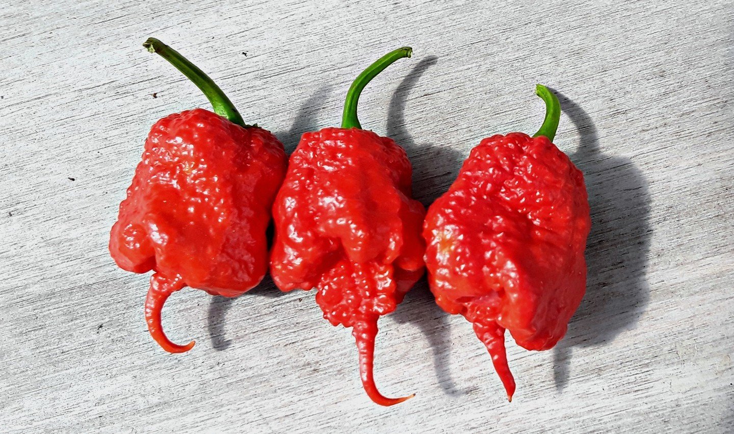 Fresh Carolina Reaper Peppers Worlds Hottest Pepper