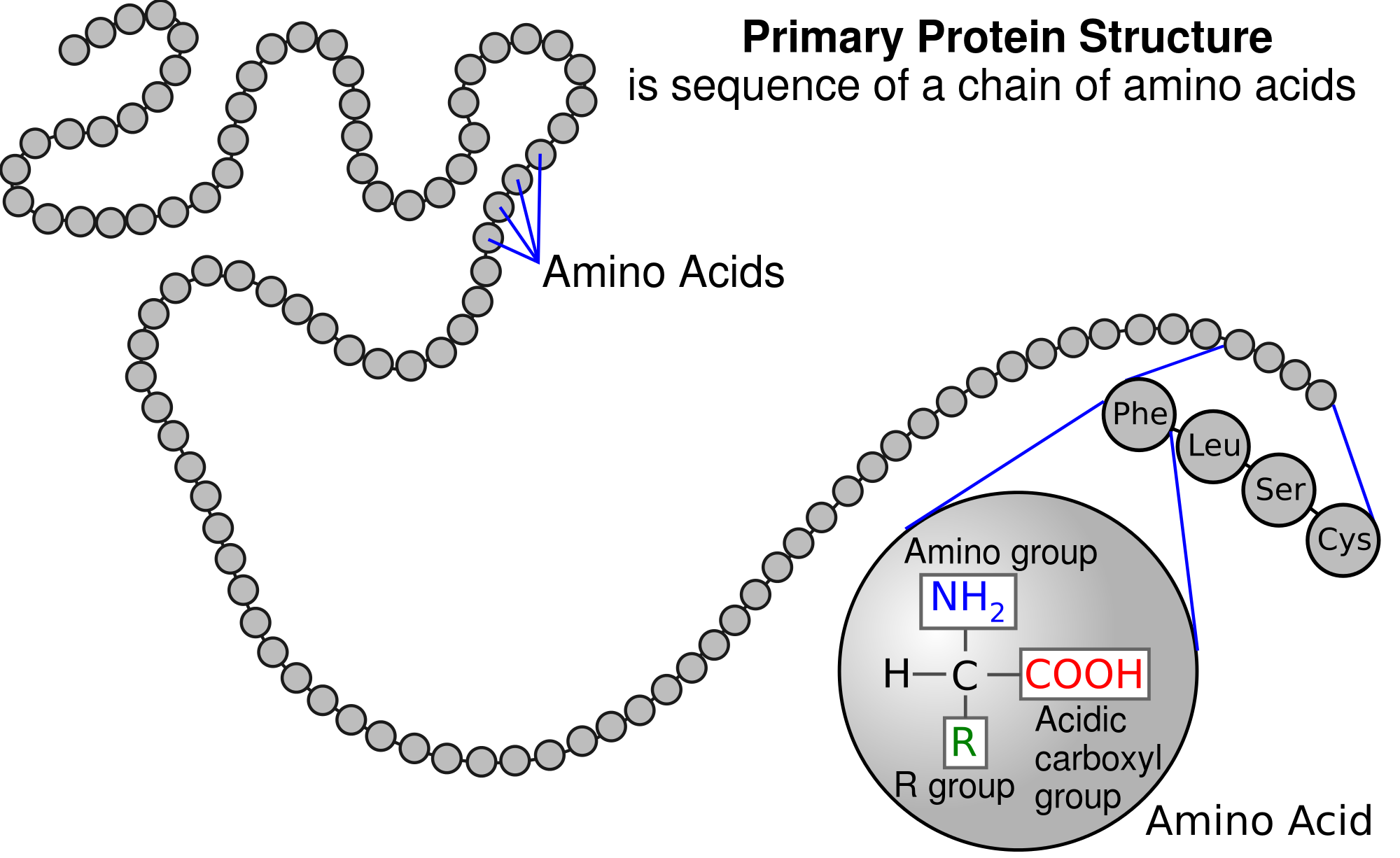 Amino Acids And Polypeptide Chains Expii