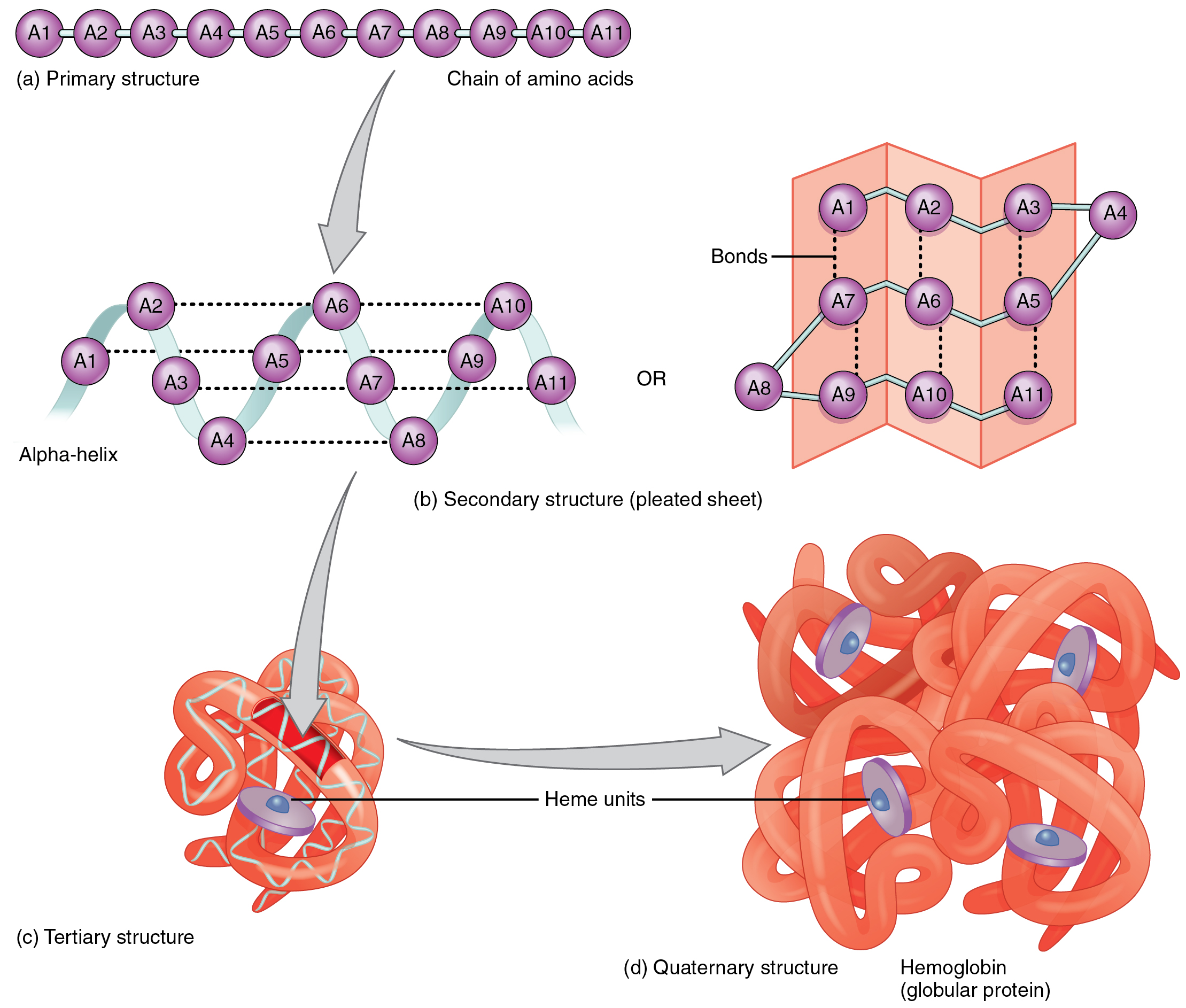 Amino Acids And Polypeptide Chains Expii