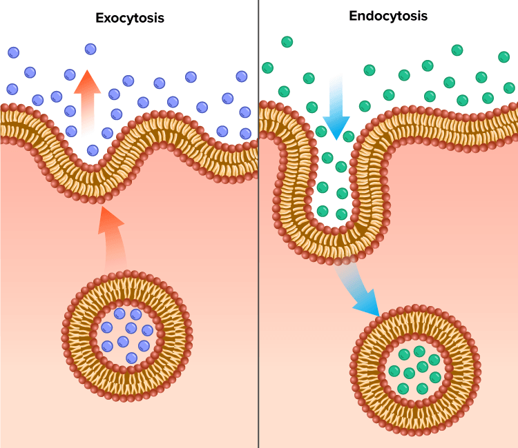 Exocytosis Biology Simple