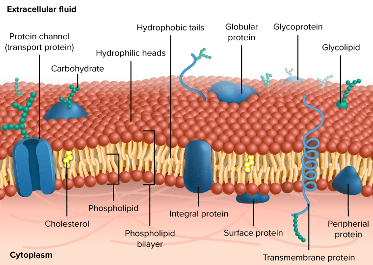 Membrane Proteins Varsity Education