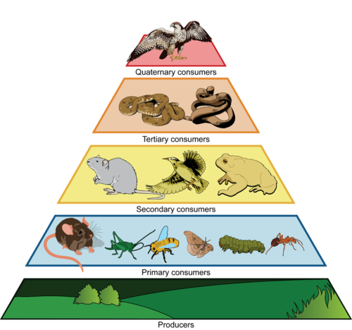 Trophic Levels Read Biology Ck 12 Foundation