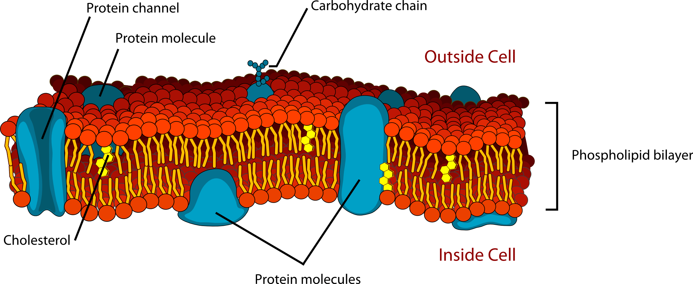 143 Phospholipids In Cell Membranes Chemistry Libretexts