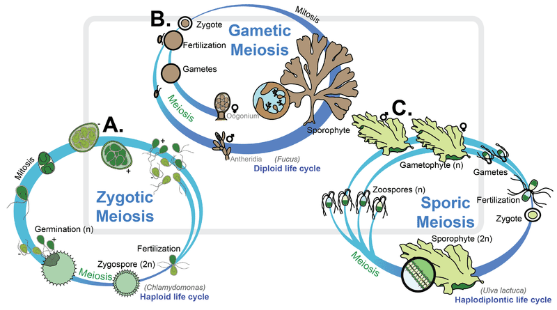 85 Algae Biology Libretexts