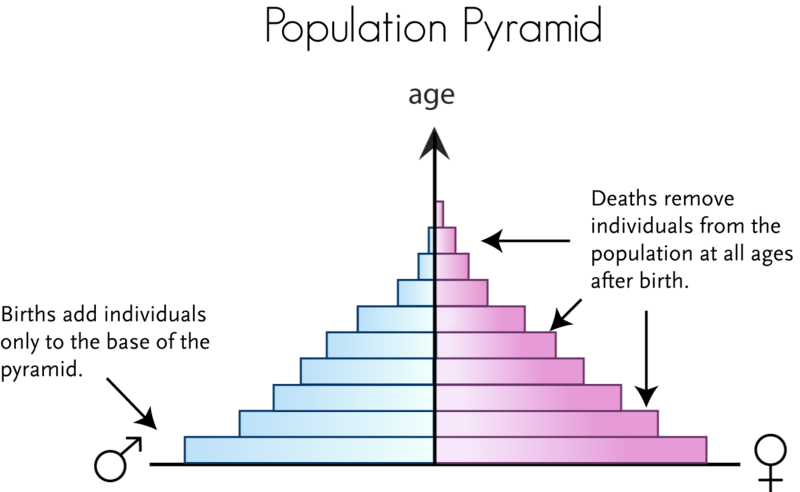 Population Pyramid A Population Pyramid Represents The Age Sex