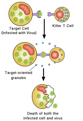 Killer T Cell Diagram