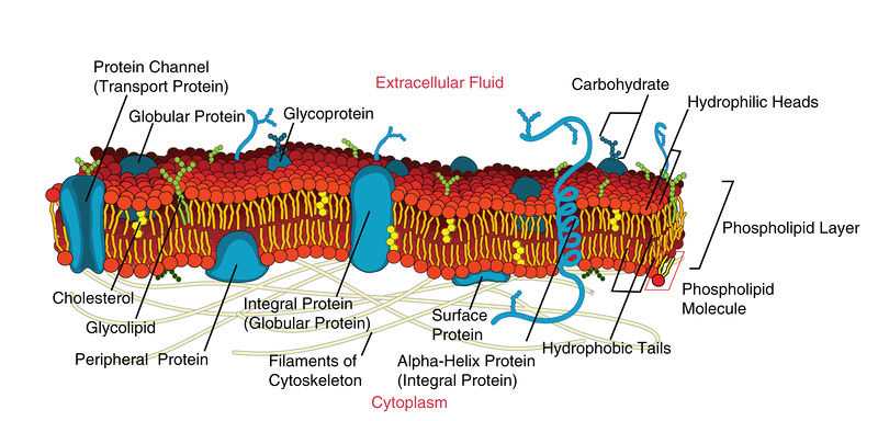 25 Membrane Proteins Biology Libretexts