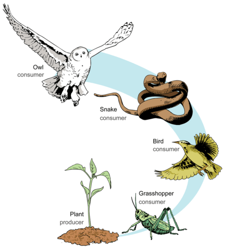 63 Food Chains And Food Webs Biology Libretexts