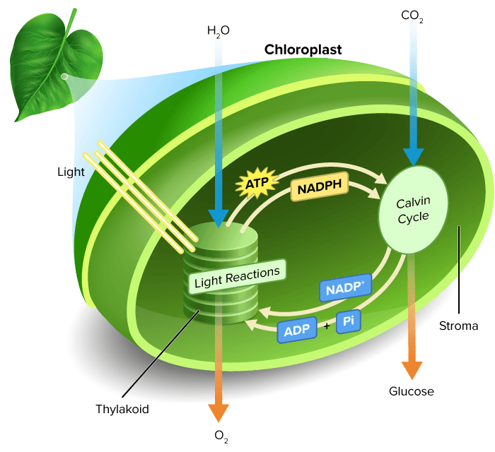 Flexi Answers What Is The Role Of Chloroplasts In Photosynthesis