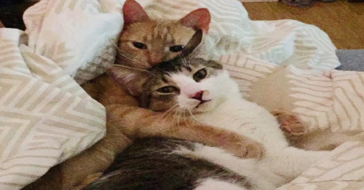 These Two Cats Met After Being Rescued And Now They Cant Stop