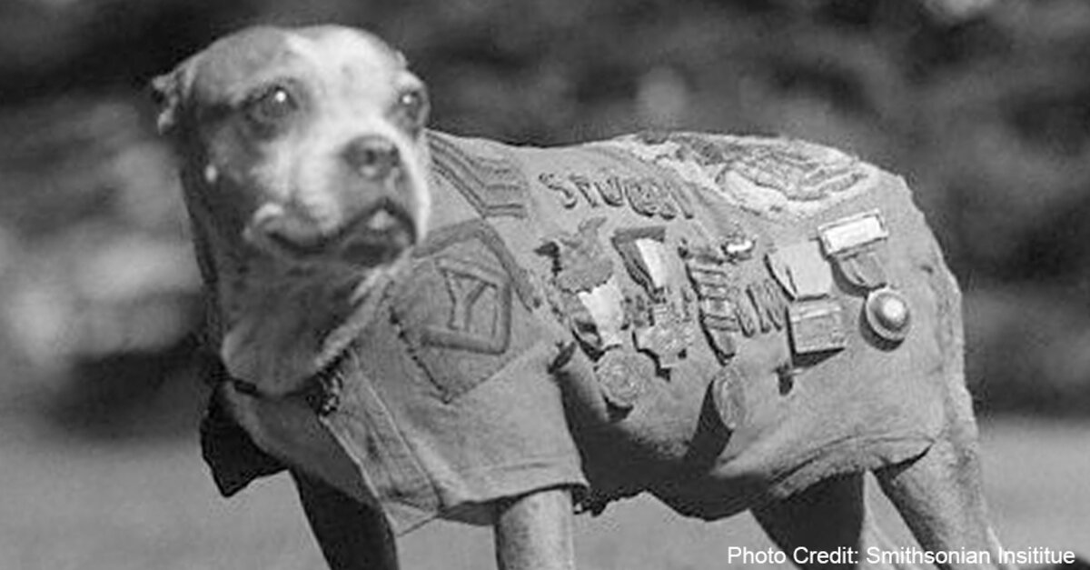 Meet Sgt Stubby The Militarys Most Famous War Dog The Veterans