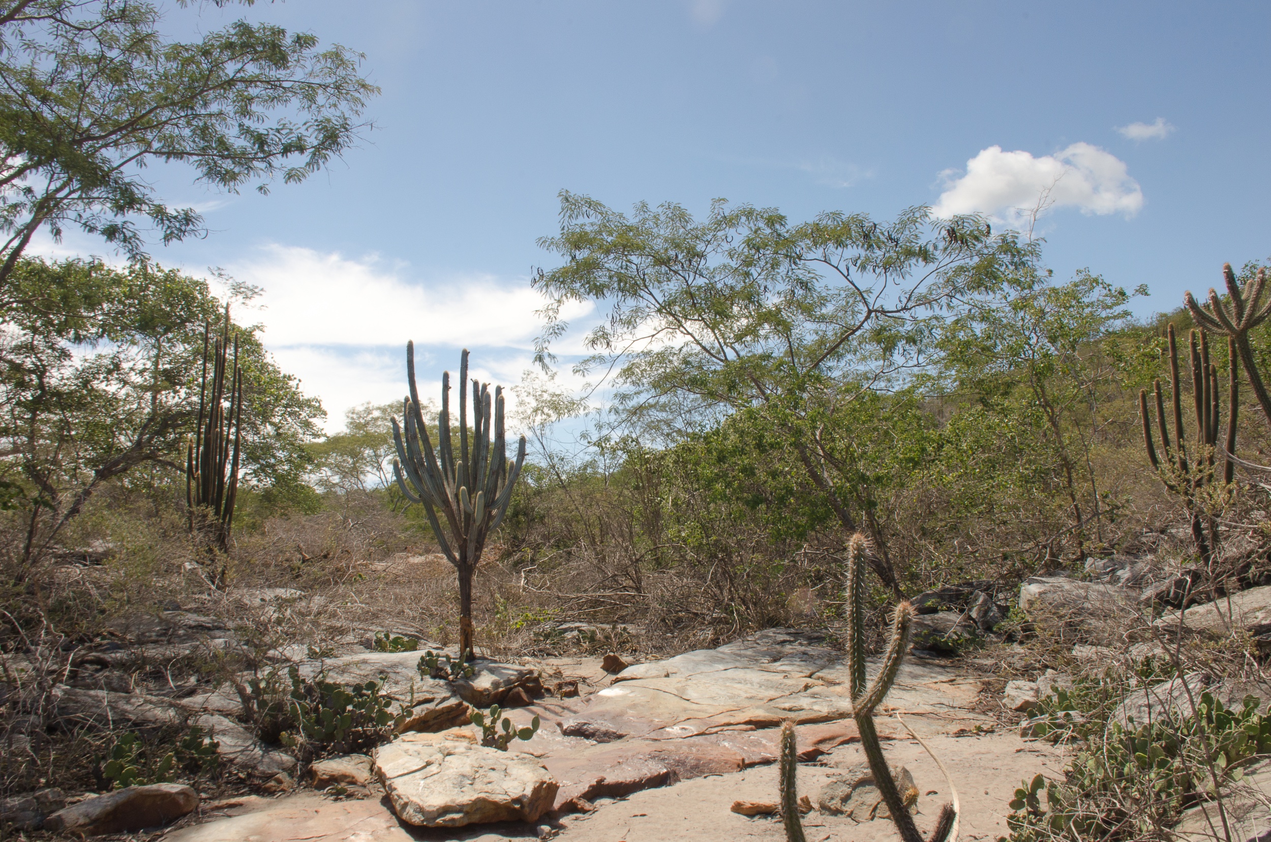 Auren Energia Lança O Projeto Viva Caatinga Canalenergia