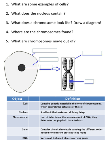 New Aqa Trilogy Gcse 2016 Biology Chromosomes Teaching Resources